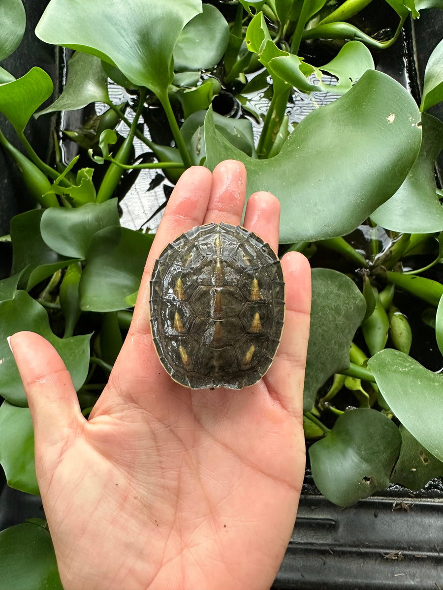 Chinese Golden Thread Turtle Hatchlings (Ocadia sinensis ...