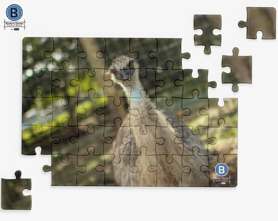 Ostrich Jigsaw Puzzle – blakesexoticanimalranch
